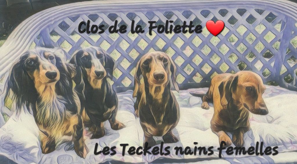 Accueil - Elevage Du Clos De La Foliette - eleveur de chiens Teckel ...